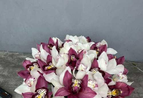 33 орхидеи букет