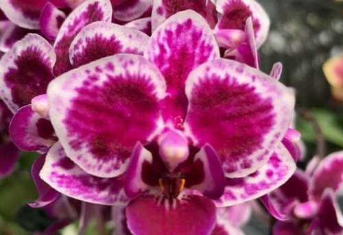Орхидея Phal. Prince Louis