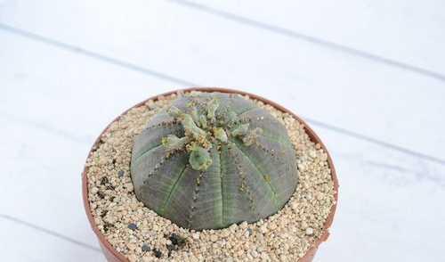 Euphorbia obesa (Молочай Тучный) (SCT29322)