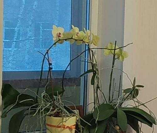 Орхидея фаленопсис (детки)