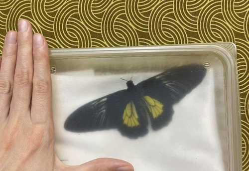 Бабочка для энтомологической коллекции