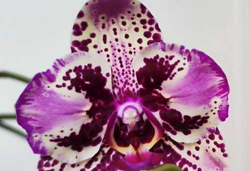 Орхидея фаленопсис бабочка Frontera