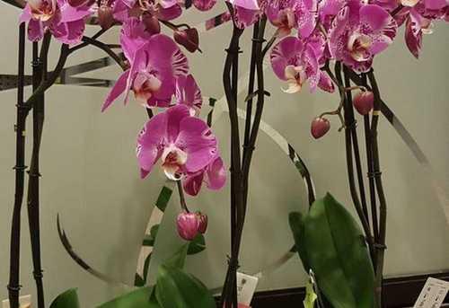Сортовая орхидея Victoria Fontana
