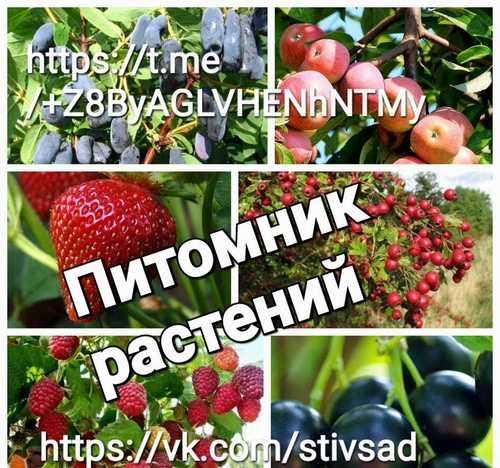 Продам растения для сада