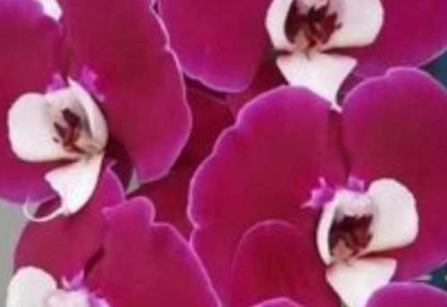 Орхидея Phal. Michelle 5272