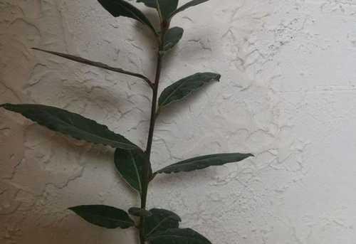 Лавровое дерево, лавровый лист, лавр