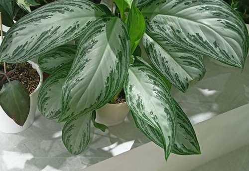 Аглаонема/ Aglaonema Silver Bay