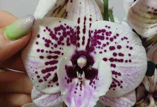 Орхидея фаленопсис 18