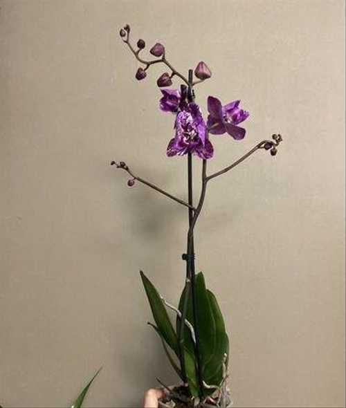 Орхидея фаленопсис пелорик Бинти, Пиниф, Сакрифайс