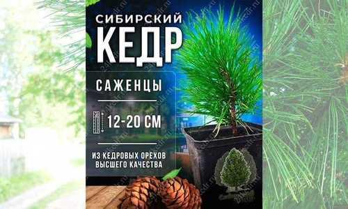 Саженцы кедра экстра класс