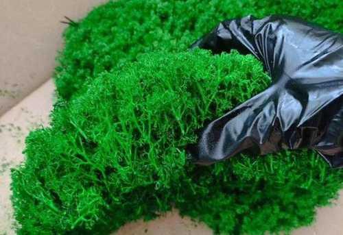 Вечно зеленый мох натуральный для интерьера