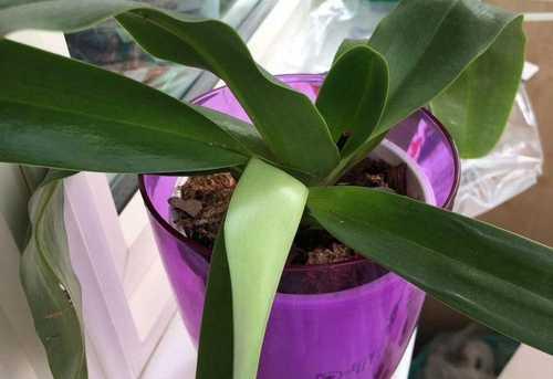 Орхидея Пафиопедилум «Пиноккио »