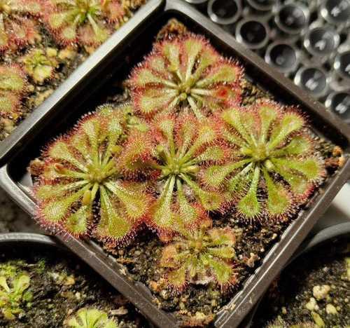 Росянка Спатулата (drosera spatulate)