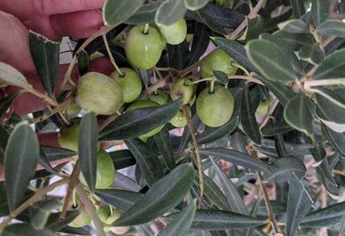 Оливковое дерево с плодами