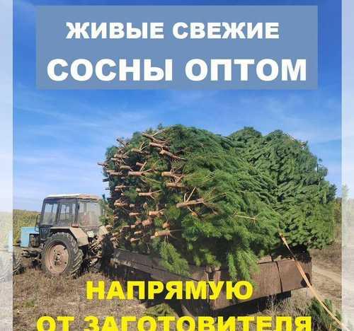 Сосны (елки) живые оптом