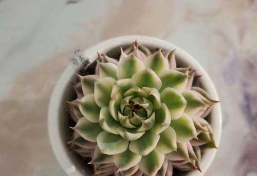 Echeveria halbingeri var. Эхеверия вариегатная