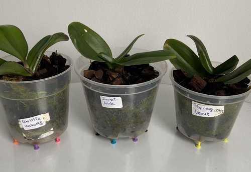 Сортовые орхидеи /подростки