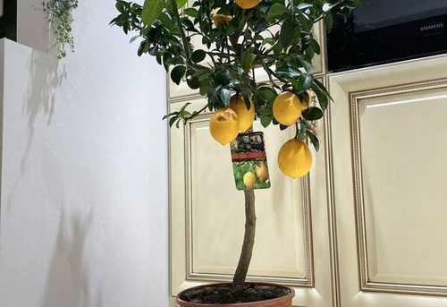 Лимонное дерево-цитрус