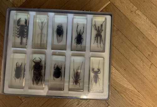 Коллекция насекомых Деагостини