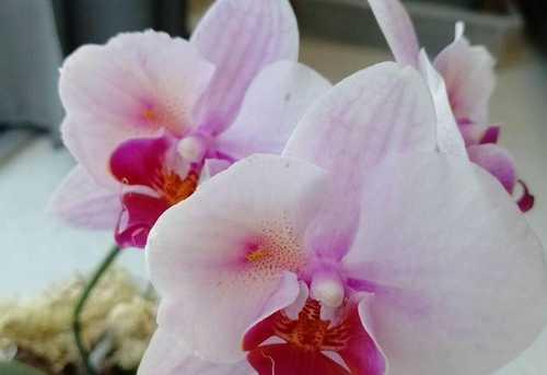 Орхидея полубабочка