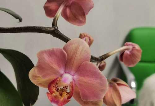 Орхидея розовый сахар