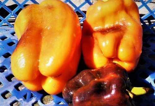 Семена экзотических сладких сортов перца