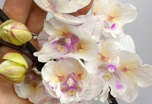 Орхидея фаленопсис попкорн