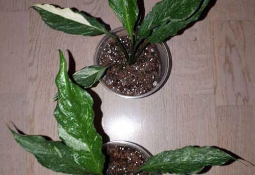 Комнатные домашние растения Спатифиллум джемини