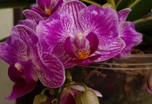 Орхидея фаленопсис Sogo Vivien(Сого Вивьен)