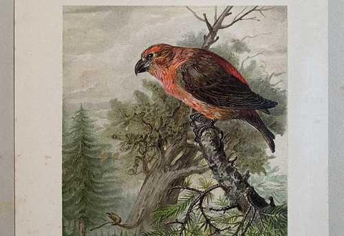 Старинная литография Птицы Клесты