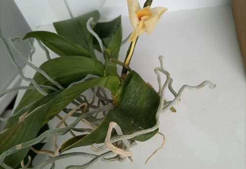 Орхидея жёлтая, бесплатно отдам