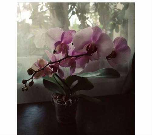Орхидея-грандифлора Ever Spring Prince Pink