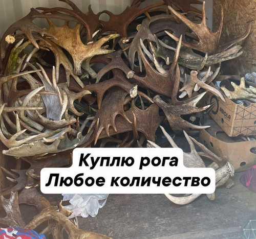 Рога разные