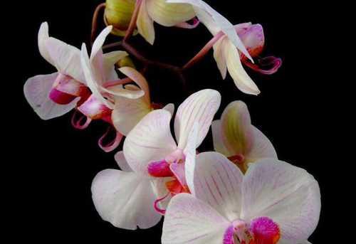 Грунт для орхидеи