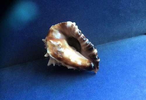 Морская раковина Vasum cassiforme 70,2 мм