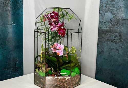 Орхидариум с двумя орхидеями в теплице