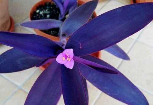 Сеткреазия пурпурная (фиолетовая)