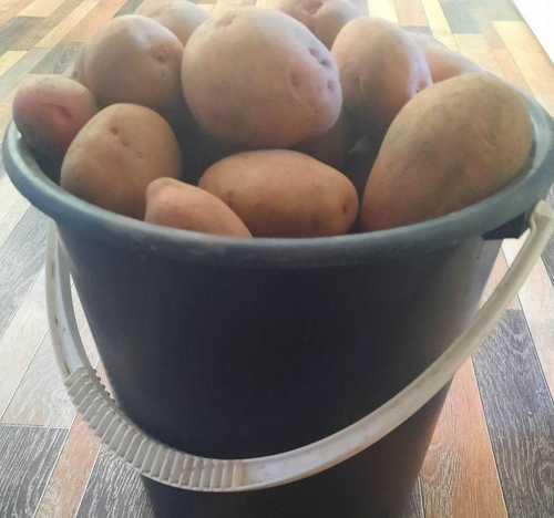 Продам картофель домашний