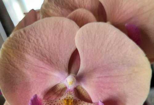 Орхидея фаленопсис биг лип Fangmei Rainbow