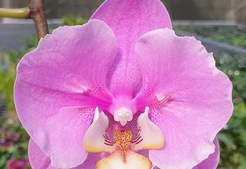 Орхидея Phal. Taisuco Anna (peloric)