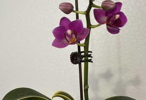 Орхидея фаленопсис азия разные с цветоносами все