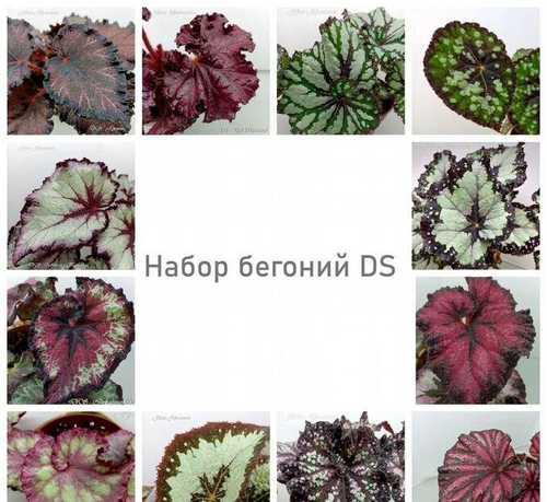 Набор листьев бегоний DS №1