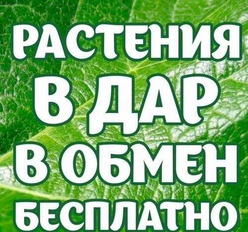 Обмен и продажа растений