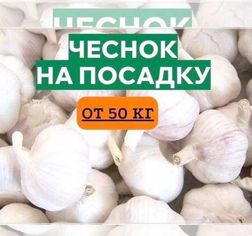 Чеснок Добрыня, Любаша, Павел