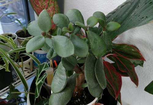 Денежное дерево Sansevieria cylinbrica