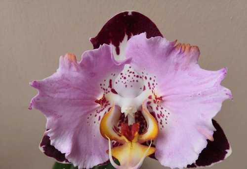 Орхидея фаленопсис бабочка Блэк Пиано