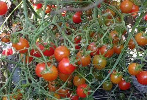 Семена очень урожайных томатов