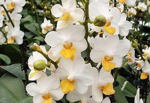 Орхидея Liu's Triprince цветет