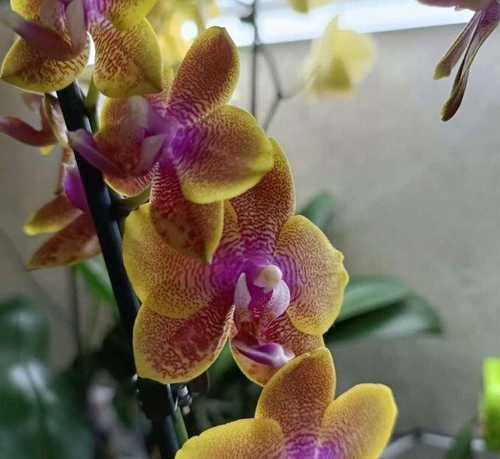 Орхидея фаленопсис, Сого Лоуренс