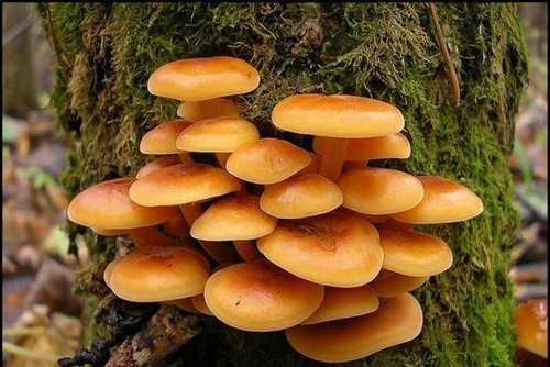 Мицелий зерновой зимнего опёнка (фламмулины)